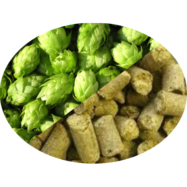 Hops – Grain2Glass